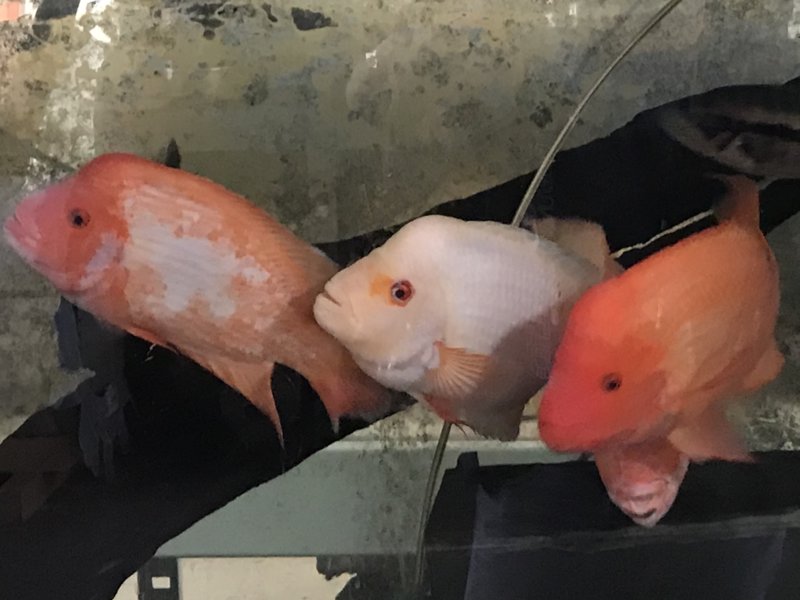 Workshop tank pics | Tropical Aquariums SA