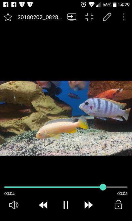 Sunken belly | Tropical Aquariums SA