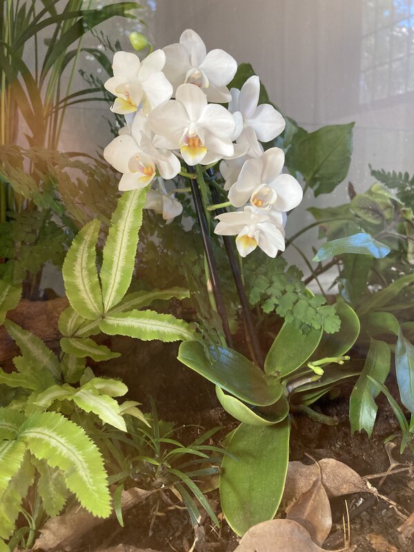 Terrarium in a cracked tank | Tropical Aquariums SA