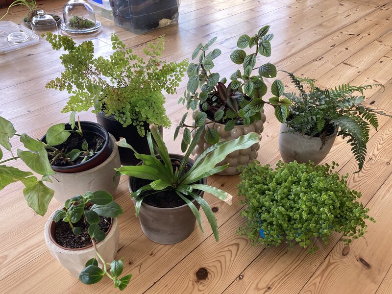 Terrarium in a cracked tank | Tropical Aquariums SA