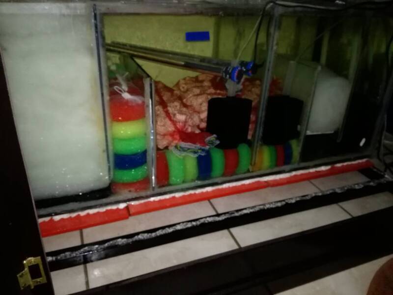 My final 1400L dream tank | Page 23 | Tropical Aquariums SA