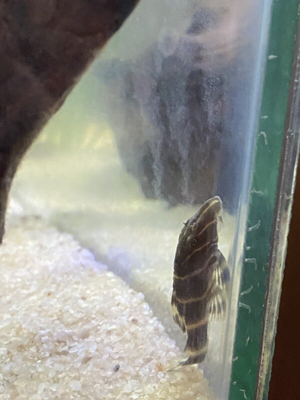 Clown plec L109 male or female? | Tropical Aquariums SA