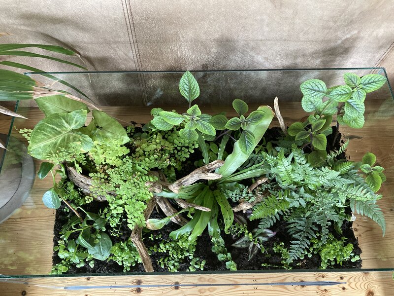 Terrarium in a cracked tank | Tropical Aquariums SA