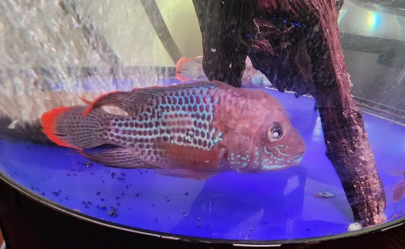 For Sale: - Green Terrors for Sale | Tropical Aquariums SA