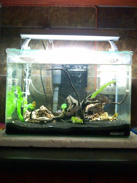 My New Setup Aqua H20 Curved 60lt Tank | Tropical Aquariums SA