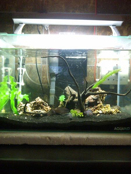 My New Setup Aqua H20 Curved 60lt Tank | Tropical Aquariums SA