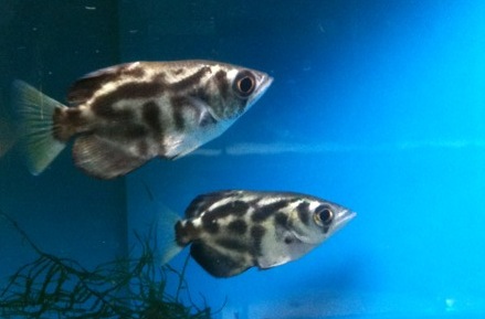 Freshwater Archer Fish | Tropical Aquariums SA