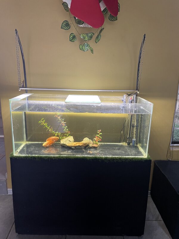 For Sale: - 3 foot aquarium | Tropical Aquariums SA