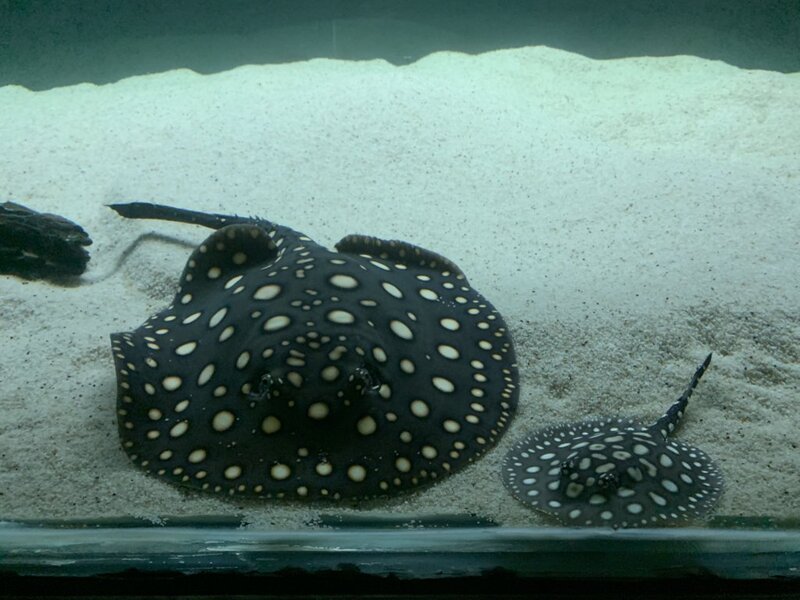 New ray tank | Page 11 | Tropical Aquariums SA