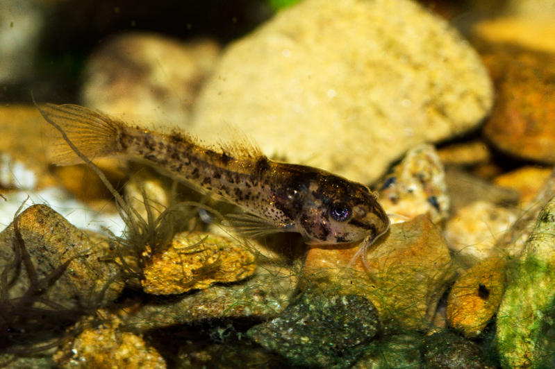 Cory surprise | Page 2 | Tropical Aquariums SA