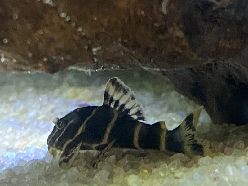 Clown plec L109 male or female? | Tropical Aquariums SA