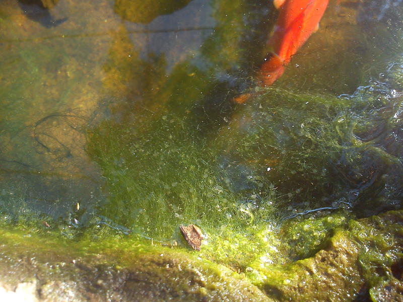 How to breed Goldfish | Tropical Aquariums SA