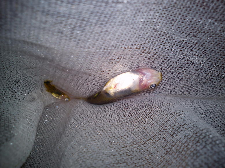 Pygmy Corydora (Corydoras pygmaeus) ? | Tropical Aquariums SA