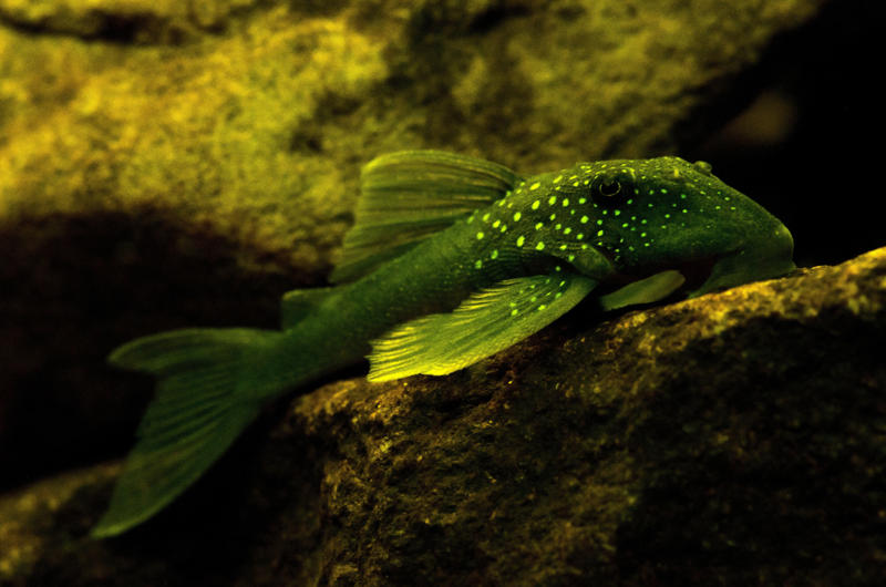 Fish Takes | Tropical Aquariums SA