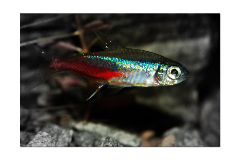 Fish Takes | Tropical Aquariums SA