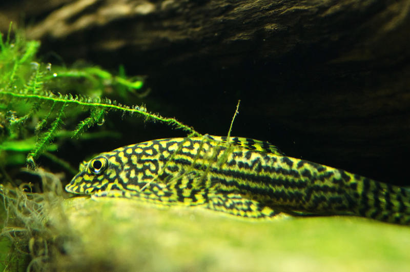 Fish Takes | Tropical Aquariums SA