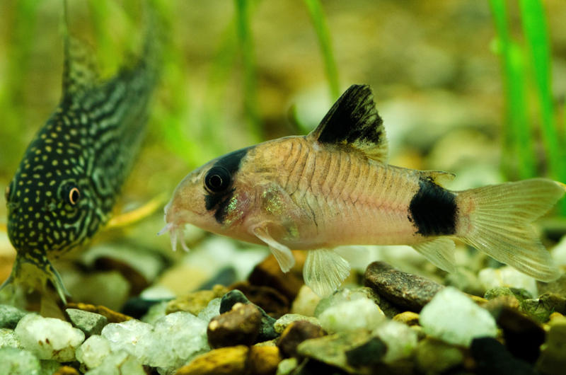 Fish Takes | Tropical Aquariums SA