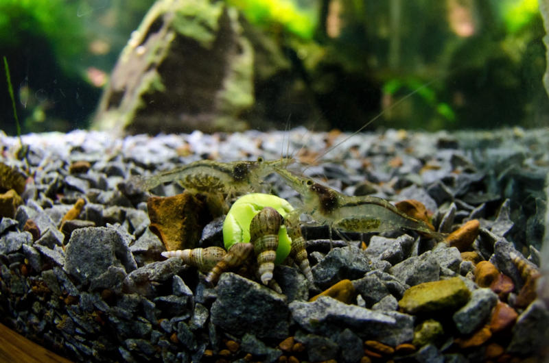 Fish Takes | Tropical Aquariums SA