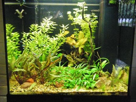 Play pen sand as substrate | Tropical Aquariums SA