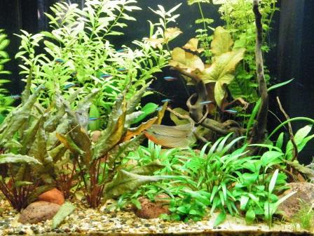 Play pen sand as substrate | Tropical Aquariums SA