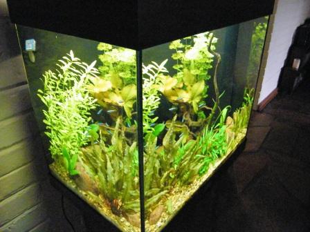 Play pen sand as substrate | Tropical Aquariums SA