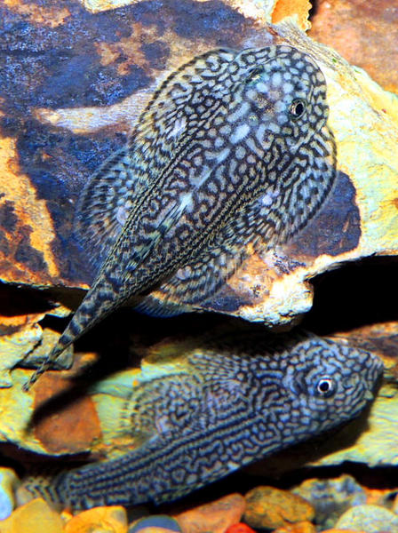 Sewellia lineolata Reticulated Hillstream Loach's for sale | Tropical ...