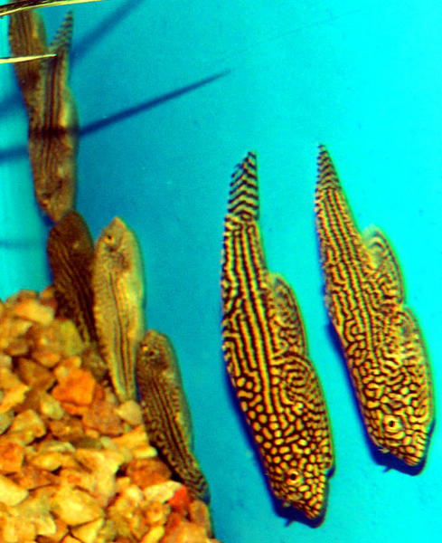Sewellia lineolata Reticulated Hillstream Loach's for sale | Tropical ...