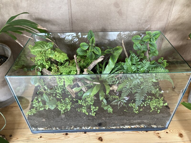 Terrarium in a cracked tank | Tropical Aquariums SA