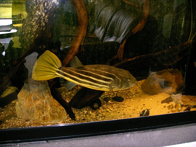 Arowana and MBU puffer fish | Tropical Aquariums SA