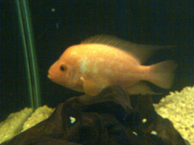 Some of my fish! Big cichlids! | Tropical Aquariums SA