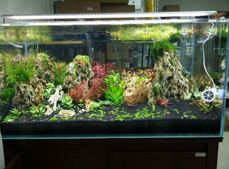 Progress of My planted tank | Tropical Aquariums SA