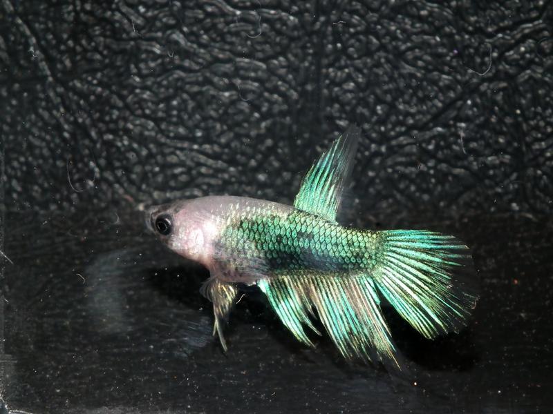 Breeding New Imported Betta's | Page 2 | Tropical Aquariums SA