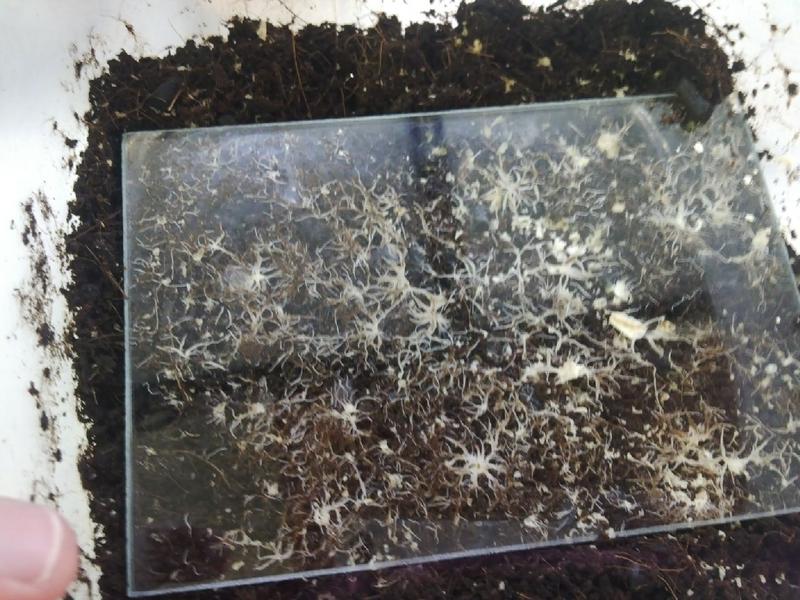 How to start and maintain a Grindal worm culture | Tropical Aquariums SA