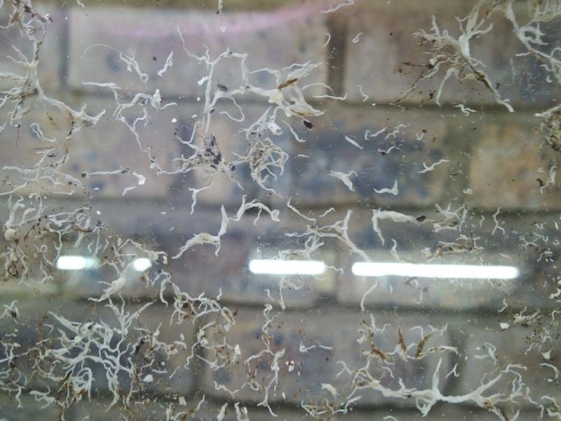 How to start and maintain a Grindal worm culture | Tropical Aquariums SA