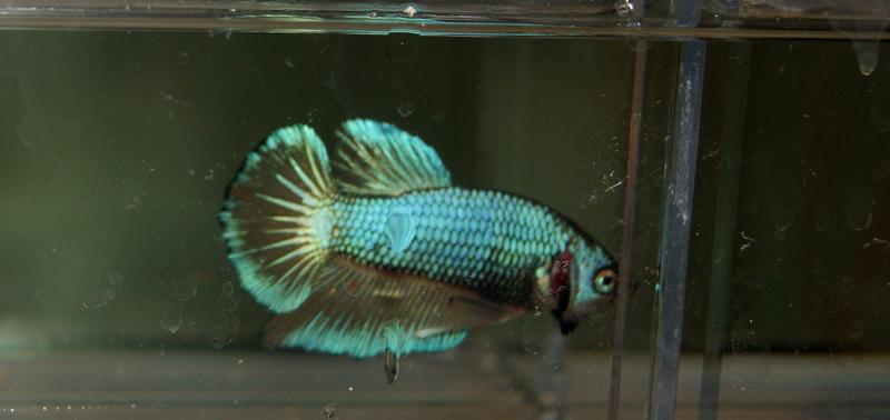 DT & CT & HM & HMPK - pictures | Tropical Aquariums SA