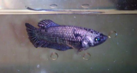 DT & CT & HM & HMPK - pictures | Tropical Aquariums SA