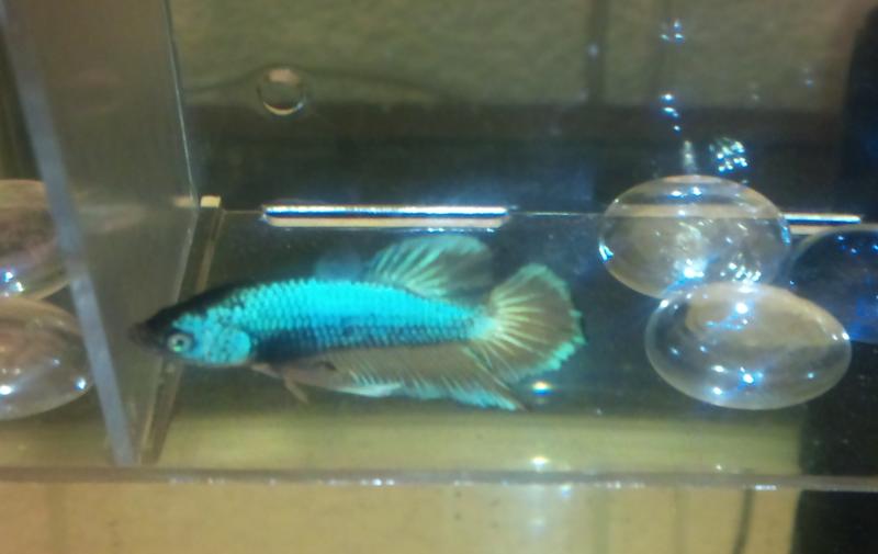 DT & CT & HM & HMPK - pictures | Tropical Aquariums SA