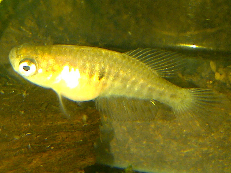 Simpsonichthys Constanciae "Barra De Sao Joao" | Tropical Aquariums SA