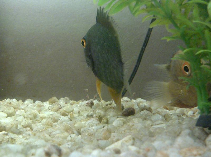 green deacon and gold severum spawned | Tropical Aquariums SA