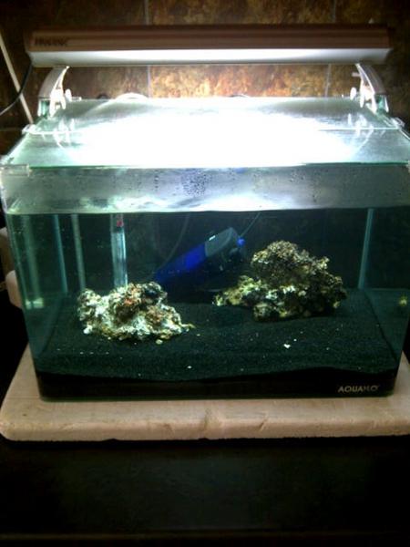 My New Setup Aqua H20 Curved 60lt Tank | Tropical Aquariums SA