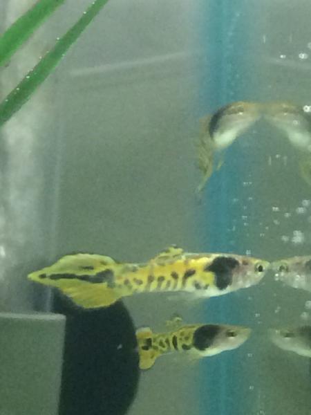 Tiger Endlers - Breeding Project | Tropical Aquariums SA