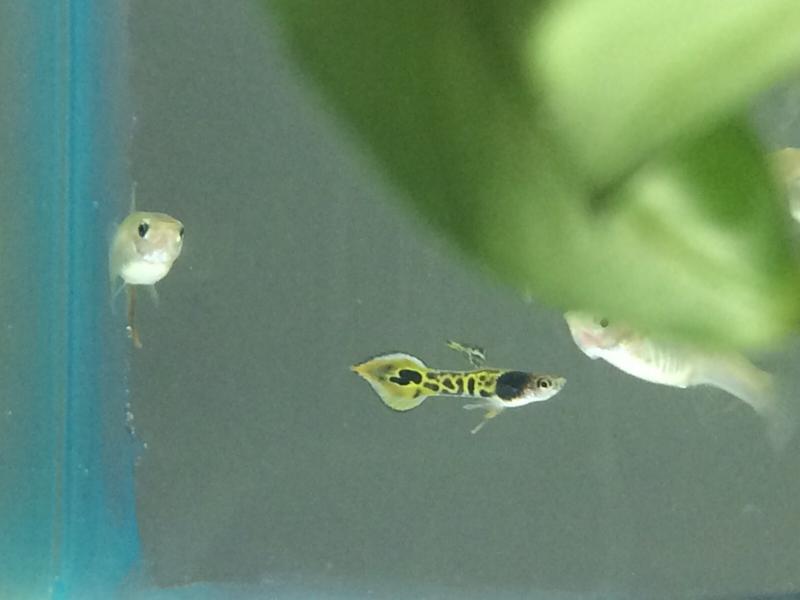 Tiger Endlers - Breeding Project | Tropical Aquariums SA