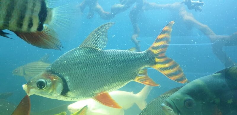 For Sale: - Large Flagtail | Tropical Aquariums SA