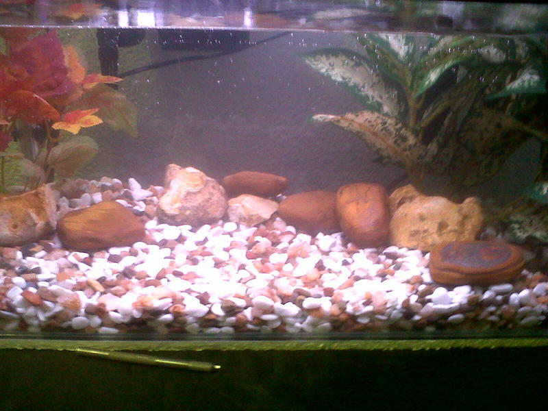 My 2 ft tank Setup | Tropical Aquariums SA