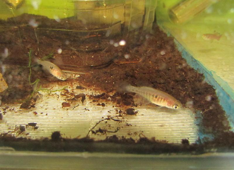 Simpsonichthys Constanciae "Barra De Sao Joao" | Tropical Aquariums SA