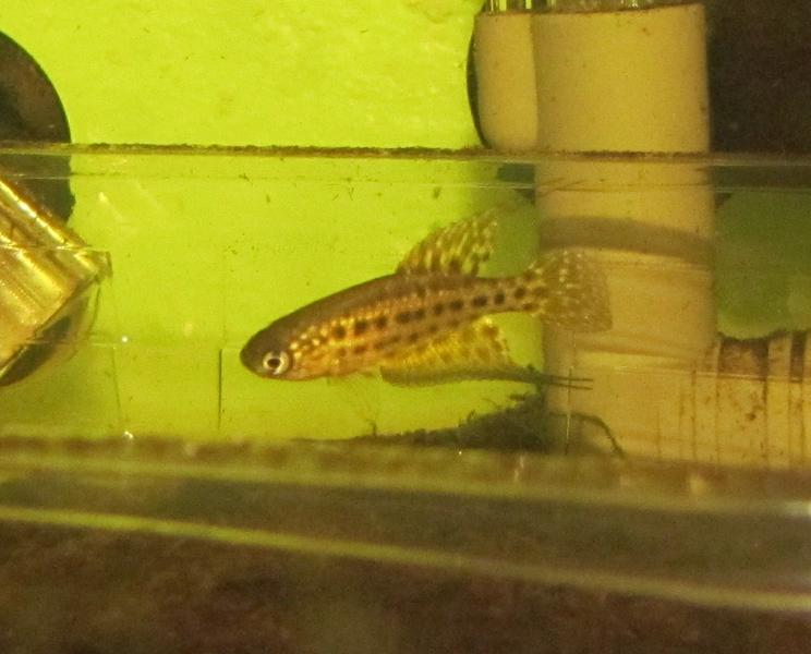 Simpsonichthys Constanciae "Barra De Sao Joao" | Tropical Aquariums SA