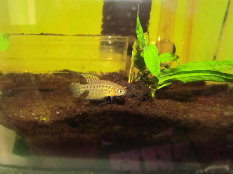 Simpsonichthys Constanciae "Barra De Sao Joao" | Tropical Aquariums SA