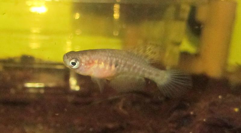 Simpsonichthys Constanciae "Barra De Sao Joao" | Tropical Aquariums SA