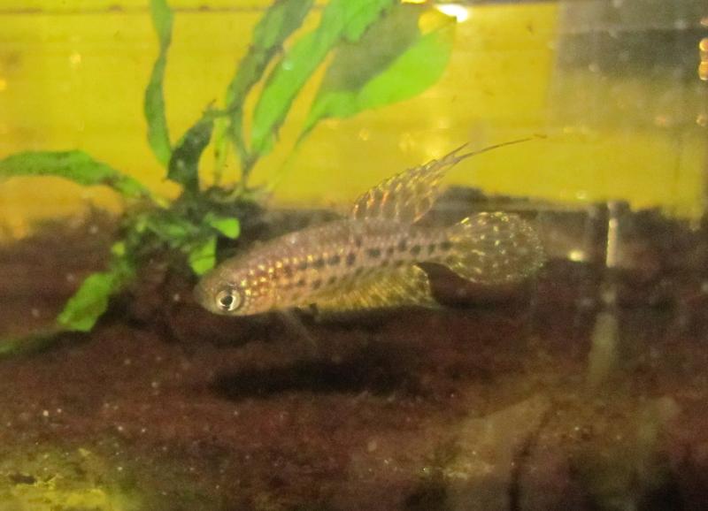 Simpsonichthys Constanciae "Barra De Sao Joao" | Tropical Aquariums SA