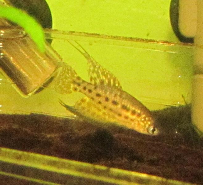 Simpsonichthys Constanciae "Barra De Sao Joao" | Tropical Aquariums SA